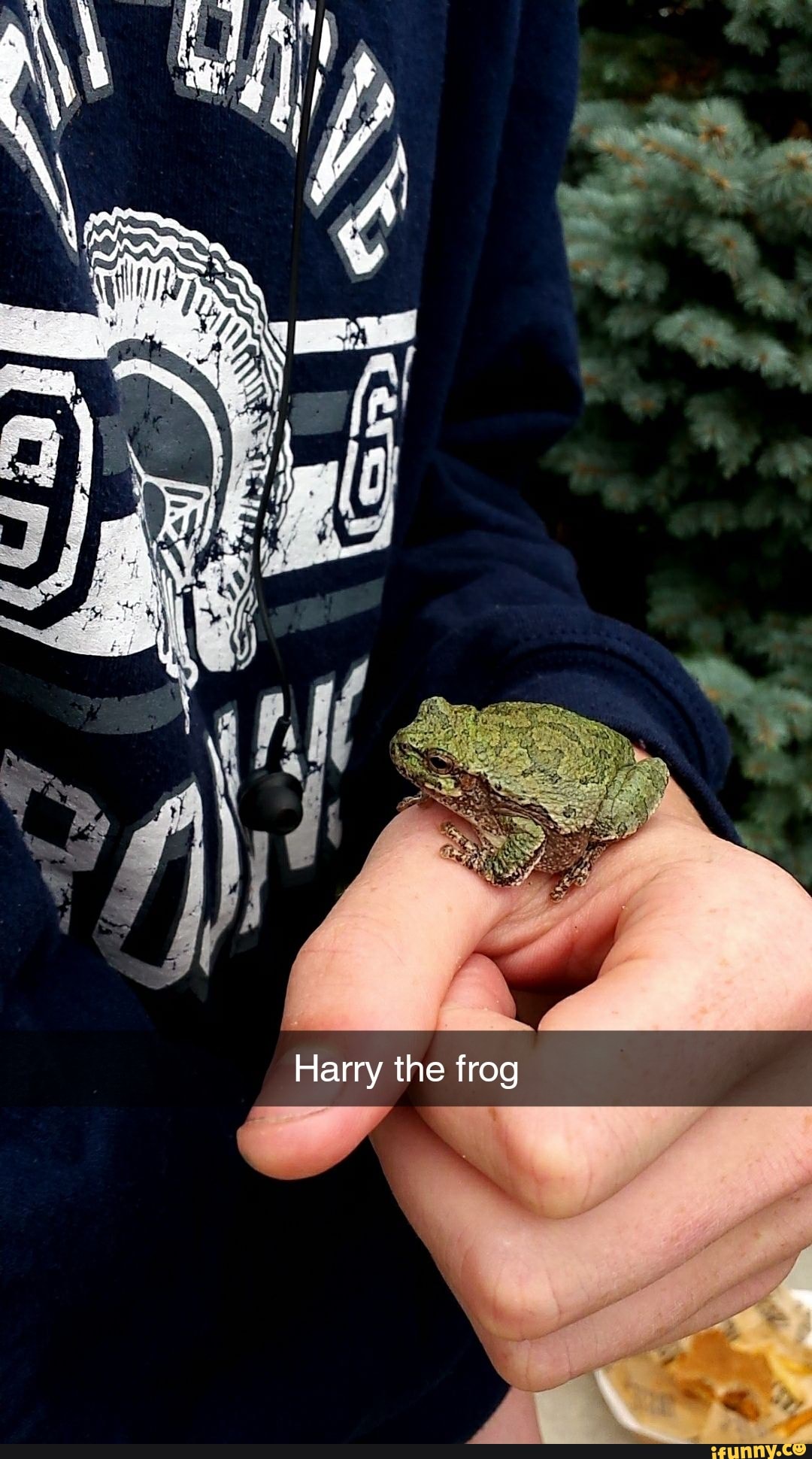 Harry the frog - iFunny