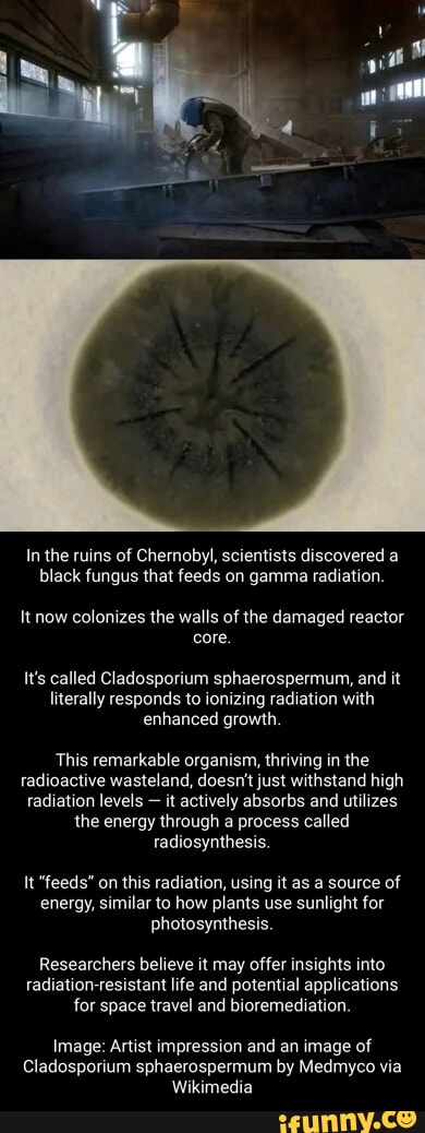 In the ruins of Chernobyl, scientists discovered a black fungus that ...
