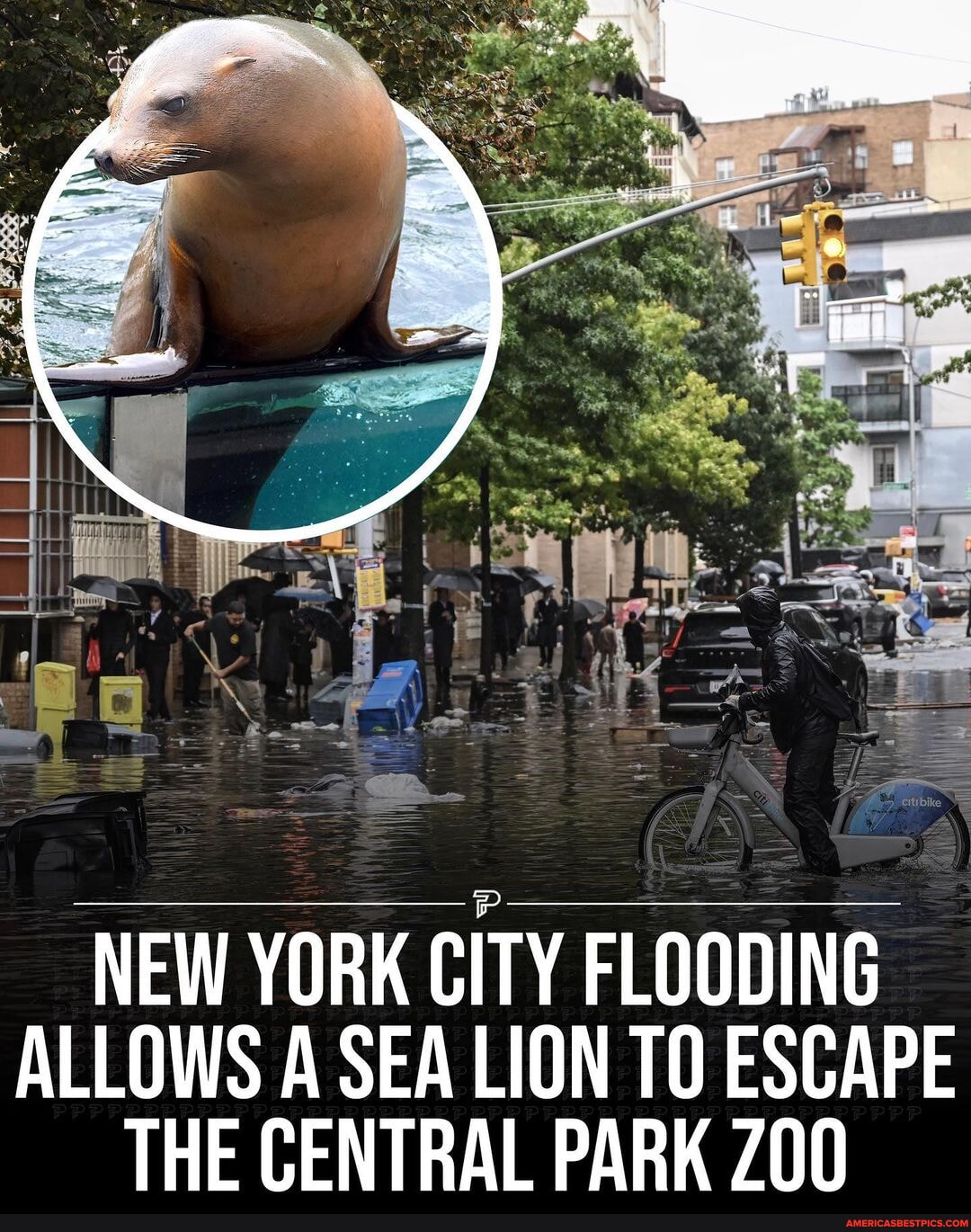 During torrential rains and flooding in New York City, a sea lion at ...
