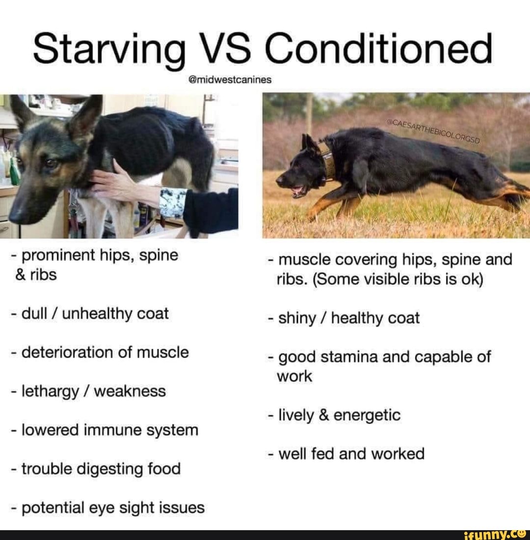 Starving VS Conditioned @midwestcanines - prominent hips, spine ...