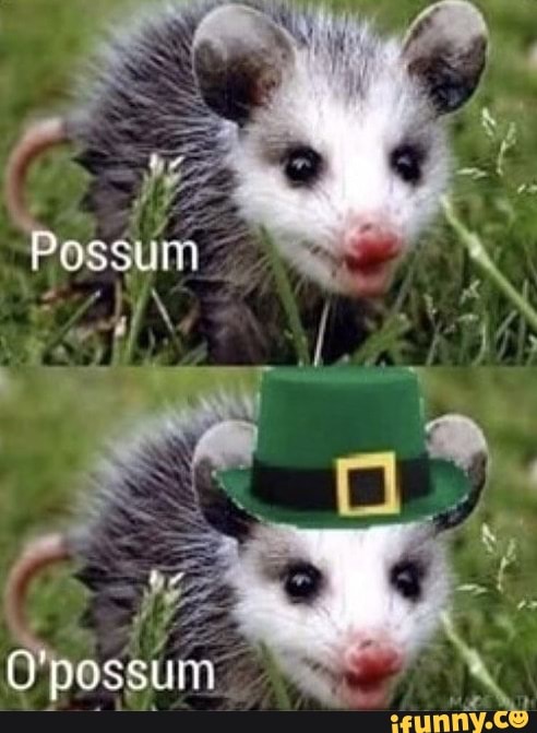 Possummemes memes. Best Collection of funny Possummemes pictures on iFunny