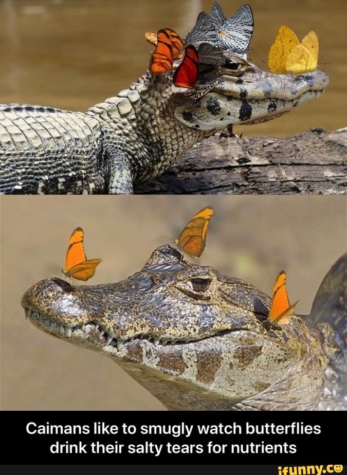 Caimans memes. Best Collection of funny Caimans pictures on iFunny