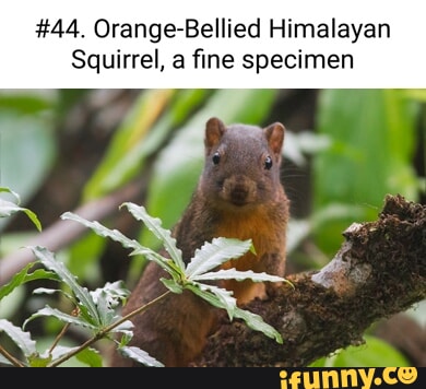 Himalayan memes. Best Collection of funny Himalayan pictures on iFunny