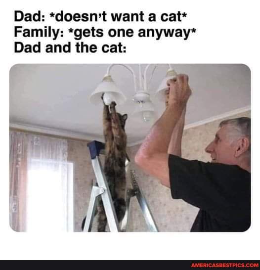 Typical! Let's see your pics of dads and cats! - Dad: *doesn't want a cat* Family: *gets one ...