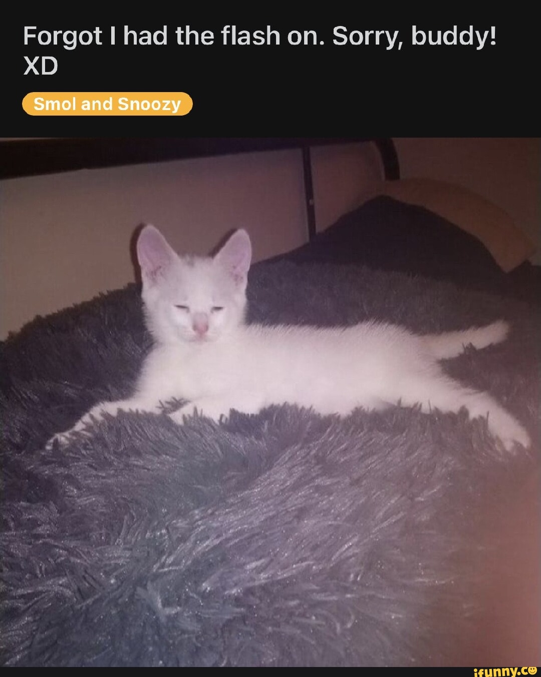 Forgot I had the flash on. Sorry, buddy! XD Smol and Snoozy - iFunny