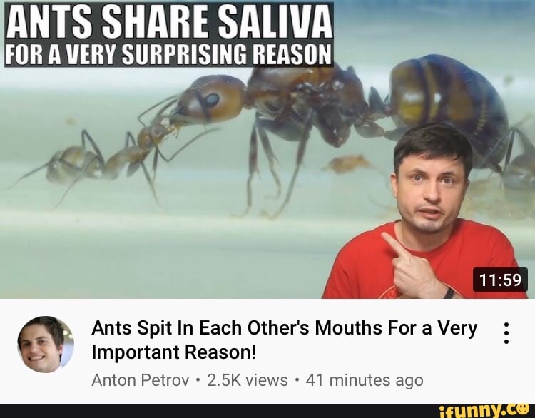 ANTS SHARE SALIVA FOR AVERY SURPRISING REASON Ants Spit In Each Other's ...