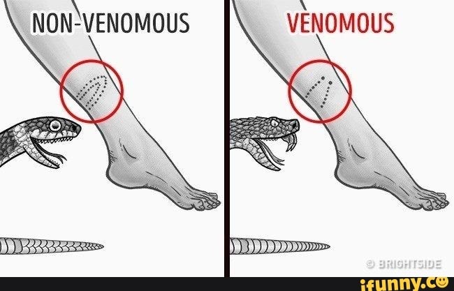 Venomous memes. Best Collection of funny Venomous pictures on iFunny