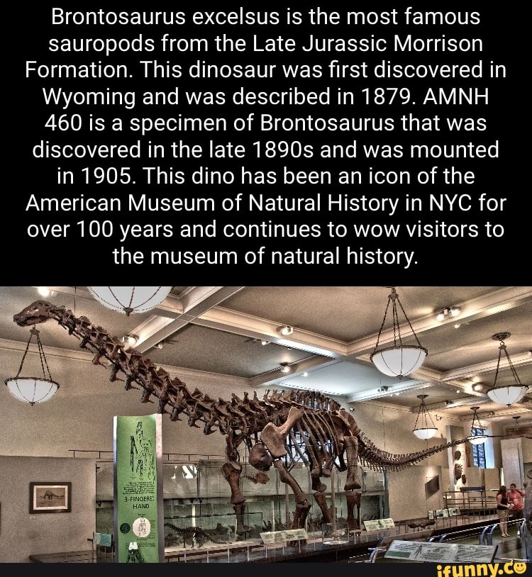 Brontosaurus excelsus is the most famous sauropods from the Late ...