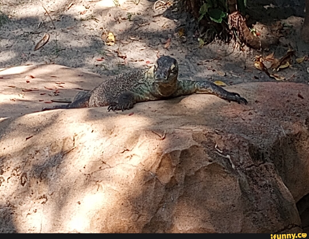Komodo memes. Best Collection of funny Komodo pictures on iFunny