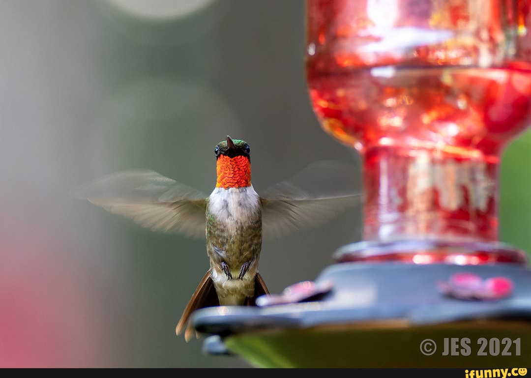 Hummingbird memes. Best Collection of funny Hummingbird pictures on iFunny