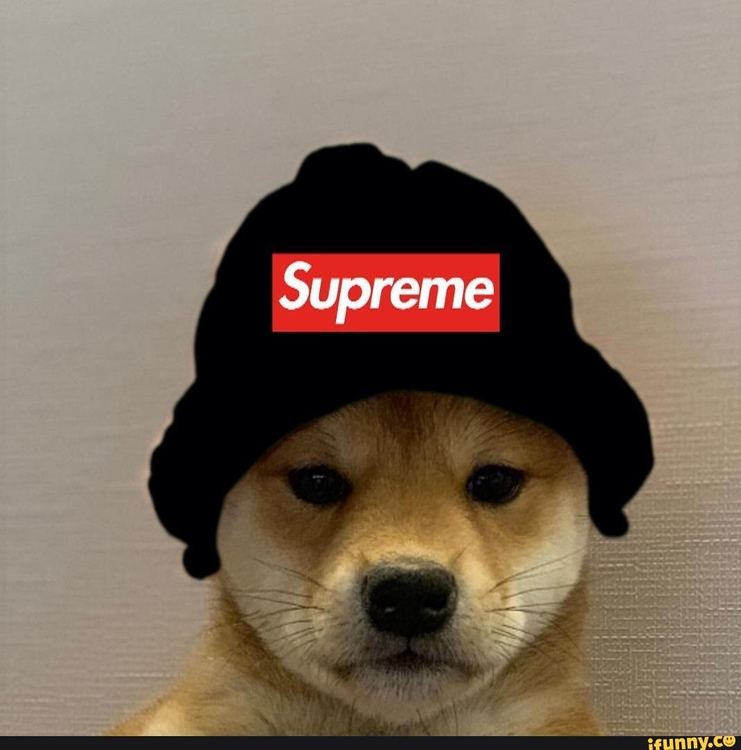 Dog_with_hat memes. Best Collection of funny Dog_with_hat pictures on ...