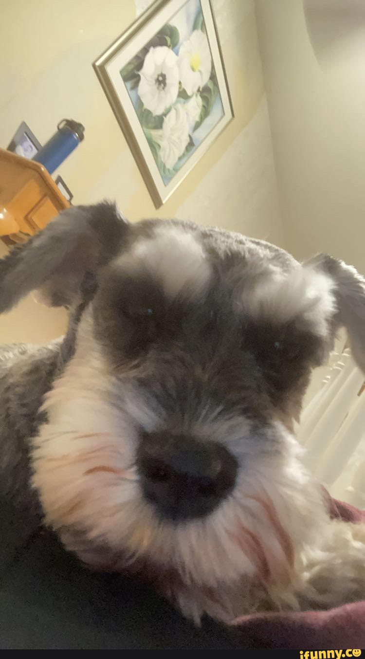 Mini_schnauzer memes. Best Collection of funny Mini_schnauzer pictures ...