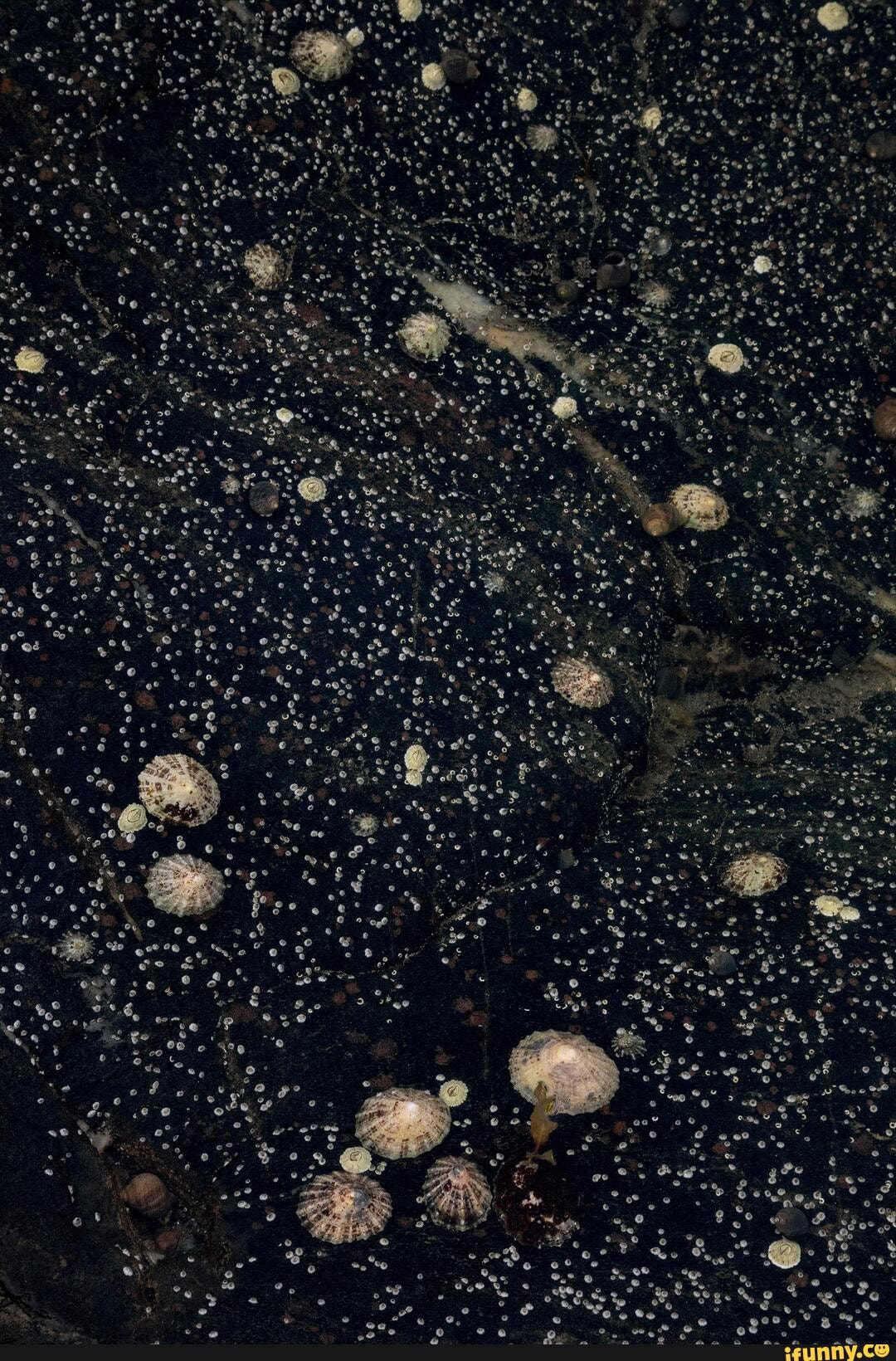 Starscape memes. Best Collection of funny Starscape pictures on iFunny