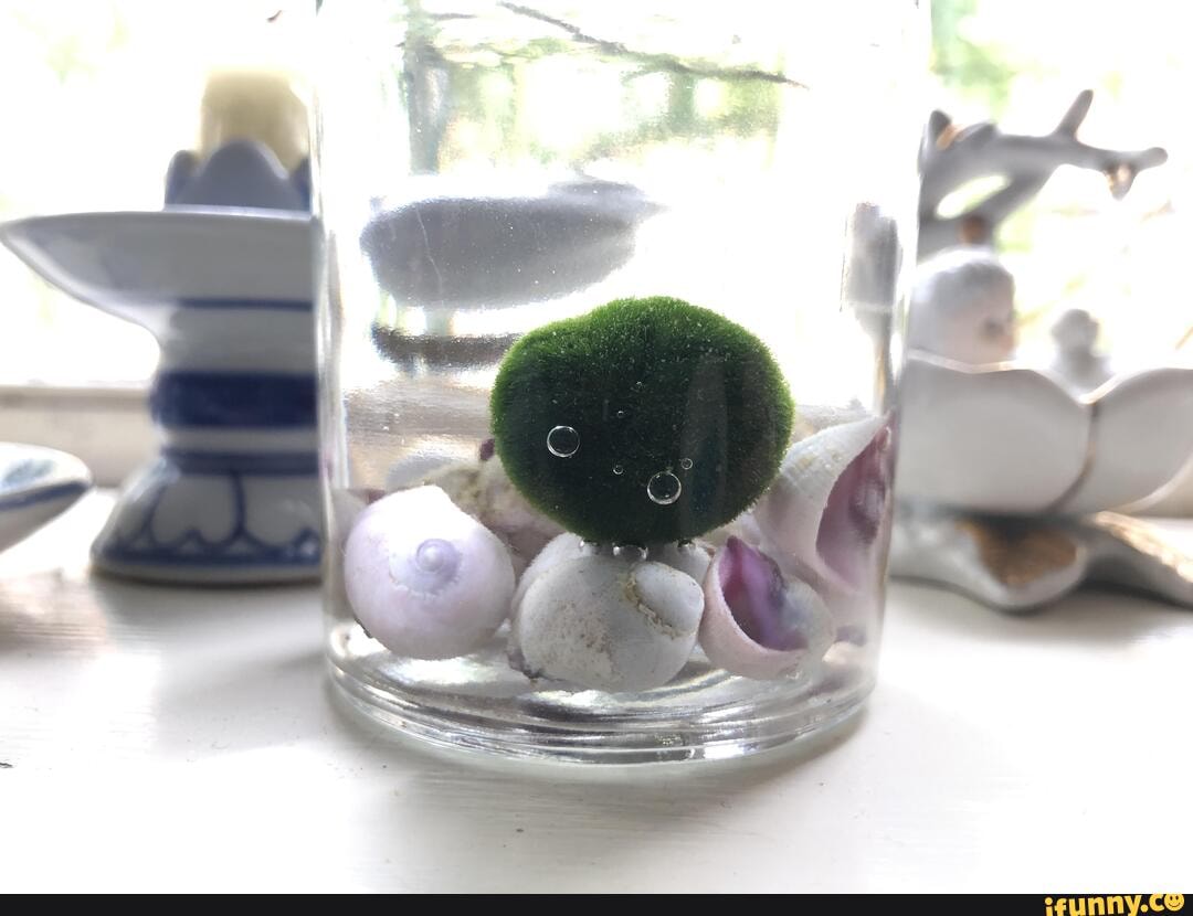 Marimo memes. Best Collection of funny Marimo pictures on iFunny