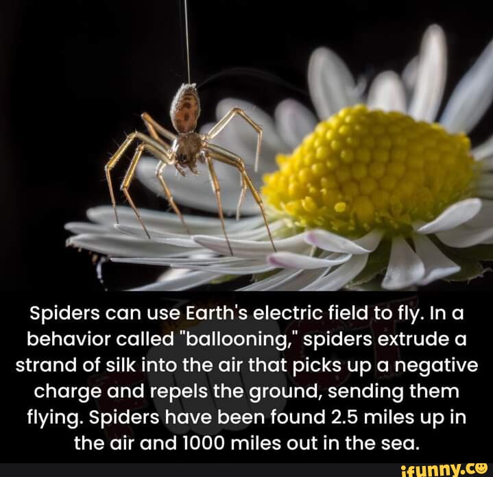 Everyhouse needs spider - That spider is raised in the hood - iFunny