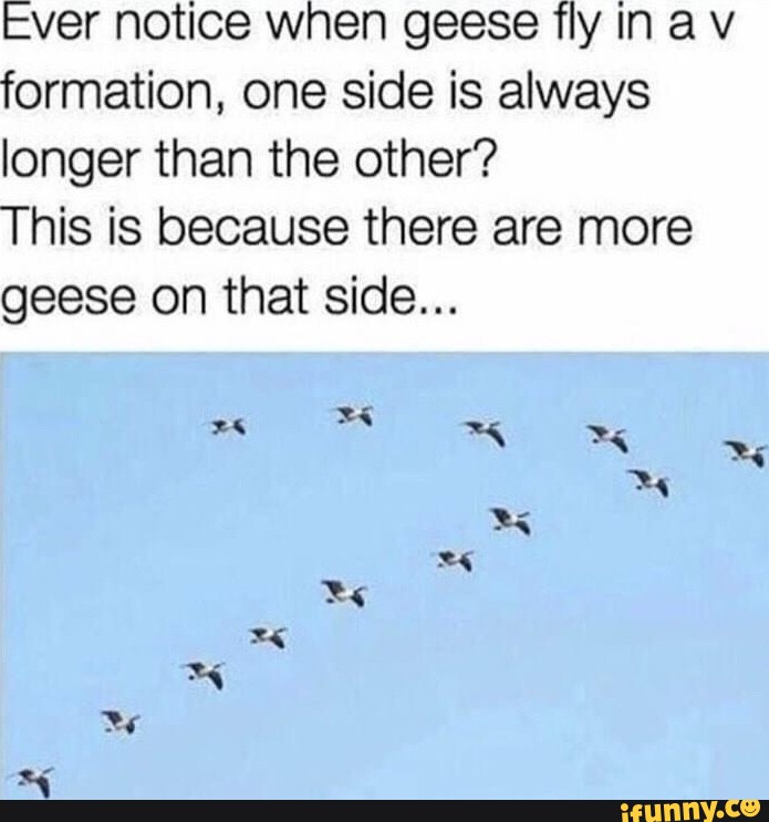 Ever notice when geese Tly in a v formation, one side is always longer ...
