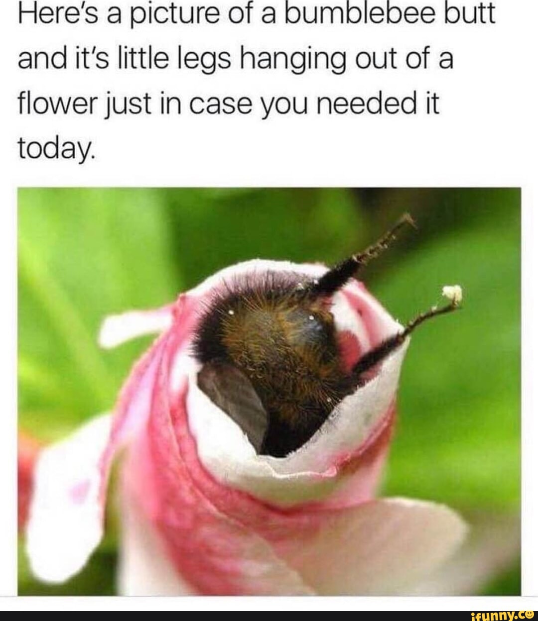 Bumblebee memes. Best Collection of funny Bumblebee pictures on iFunny