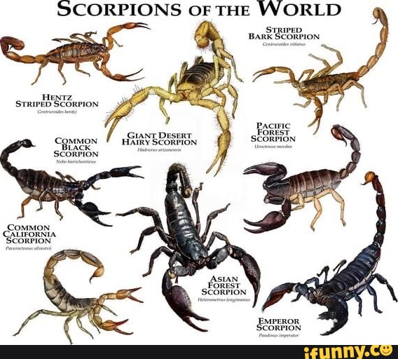 Scone memes. Best Collection of funny Scone pictures on iFunny