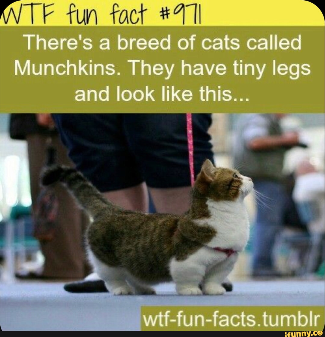 Munchkins memes. Best Collection of funny Munchkins pictures on iFunny