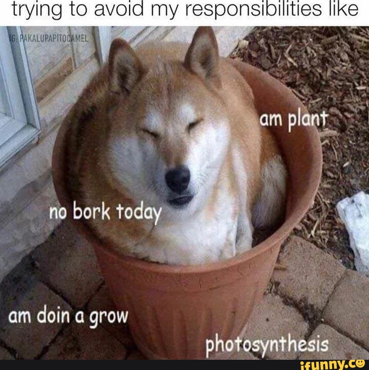 Bork memes. Best Collection of funny Bork pictures on iFunny