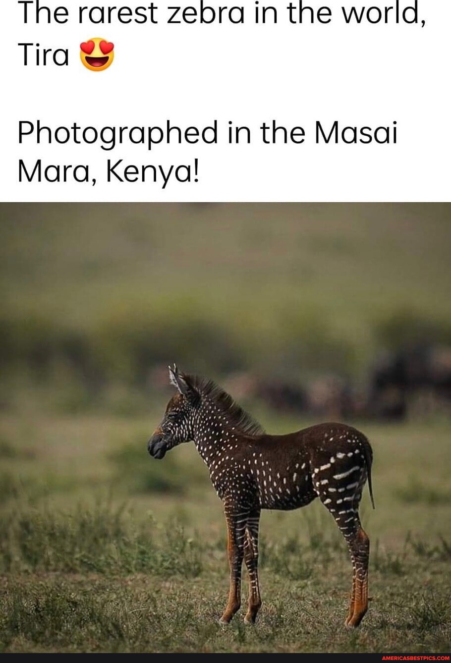 Tne rarest zebra in the world Tira Photographed in the Masai Mara ...