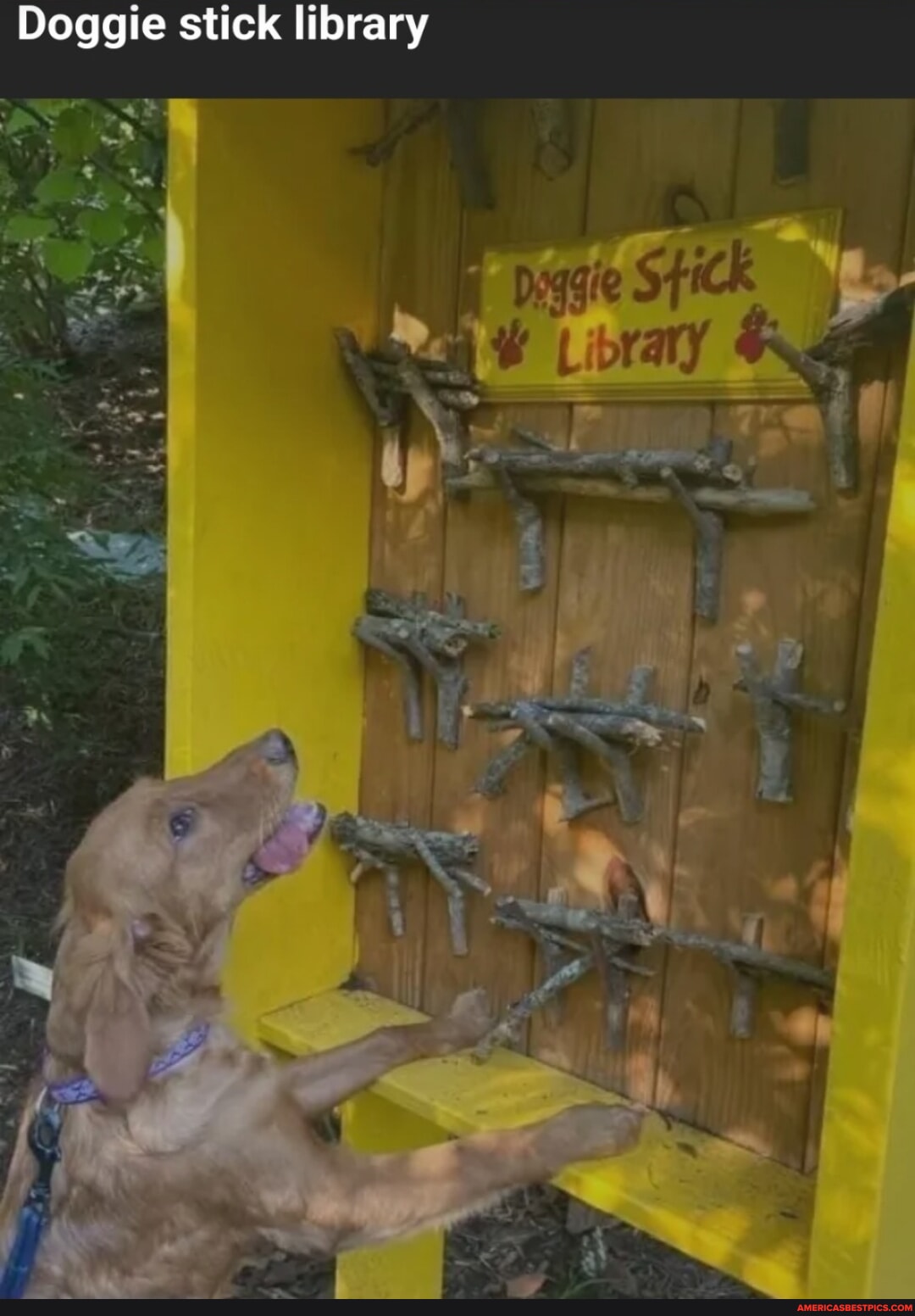 Doggie stick library - America’s best pics and videos