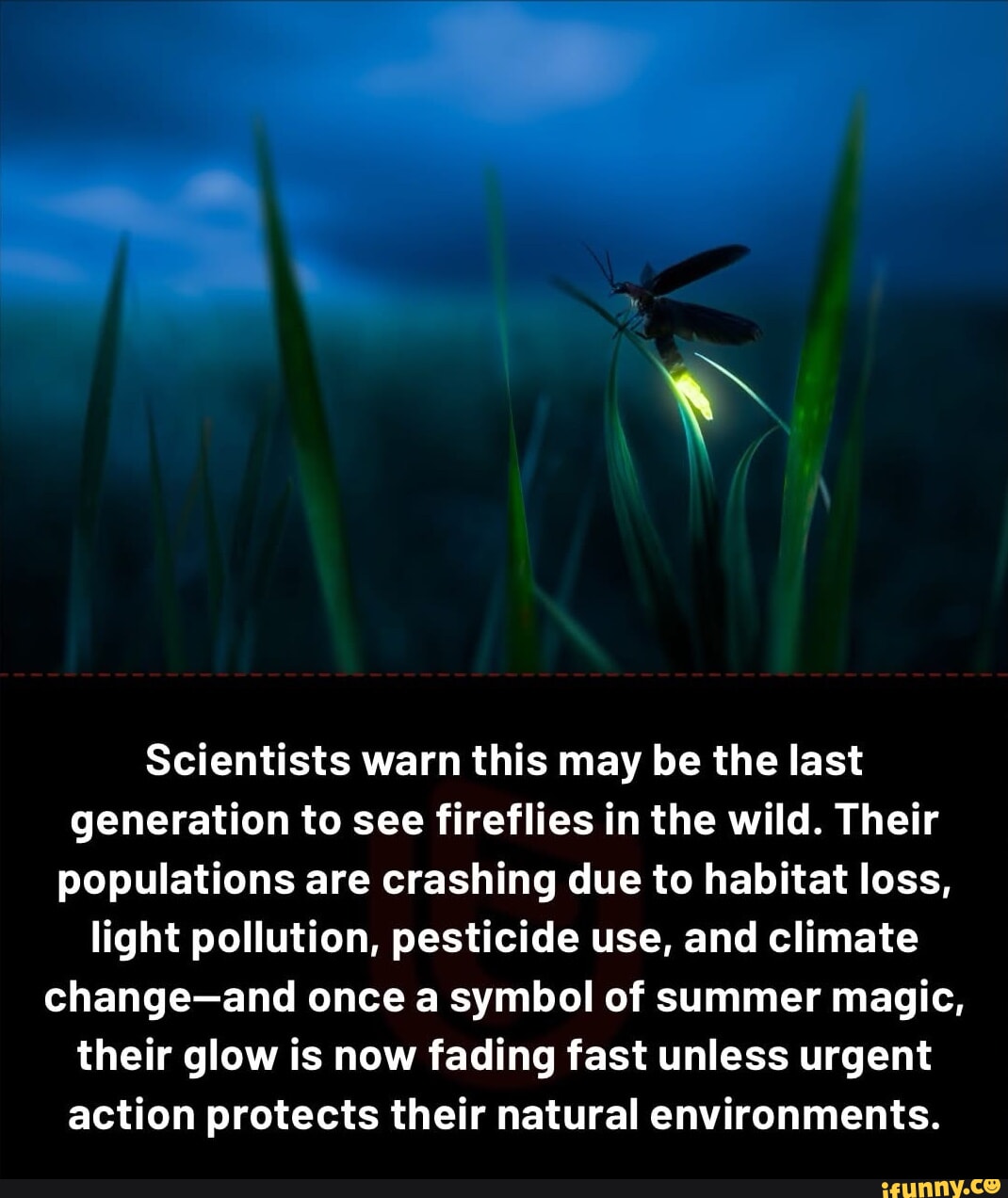 Fireflies memes. Best Collection of funny Fireflies pictures on iFunny