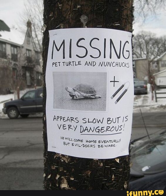 MISSING PET TURTLE AND NUNCHUCK APPEARS SLow BUT IS VERY DANGERO MWILL ...