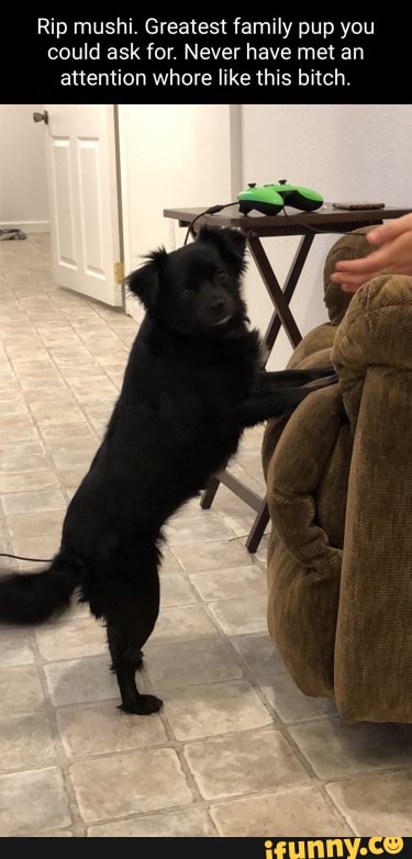 Mushi memes. Best Collection of funny Mushi pictures on iFunny