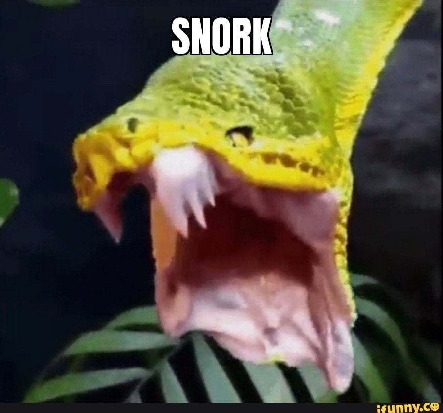 Snork memes. Best Collection of funny Snork pictures on iFunny