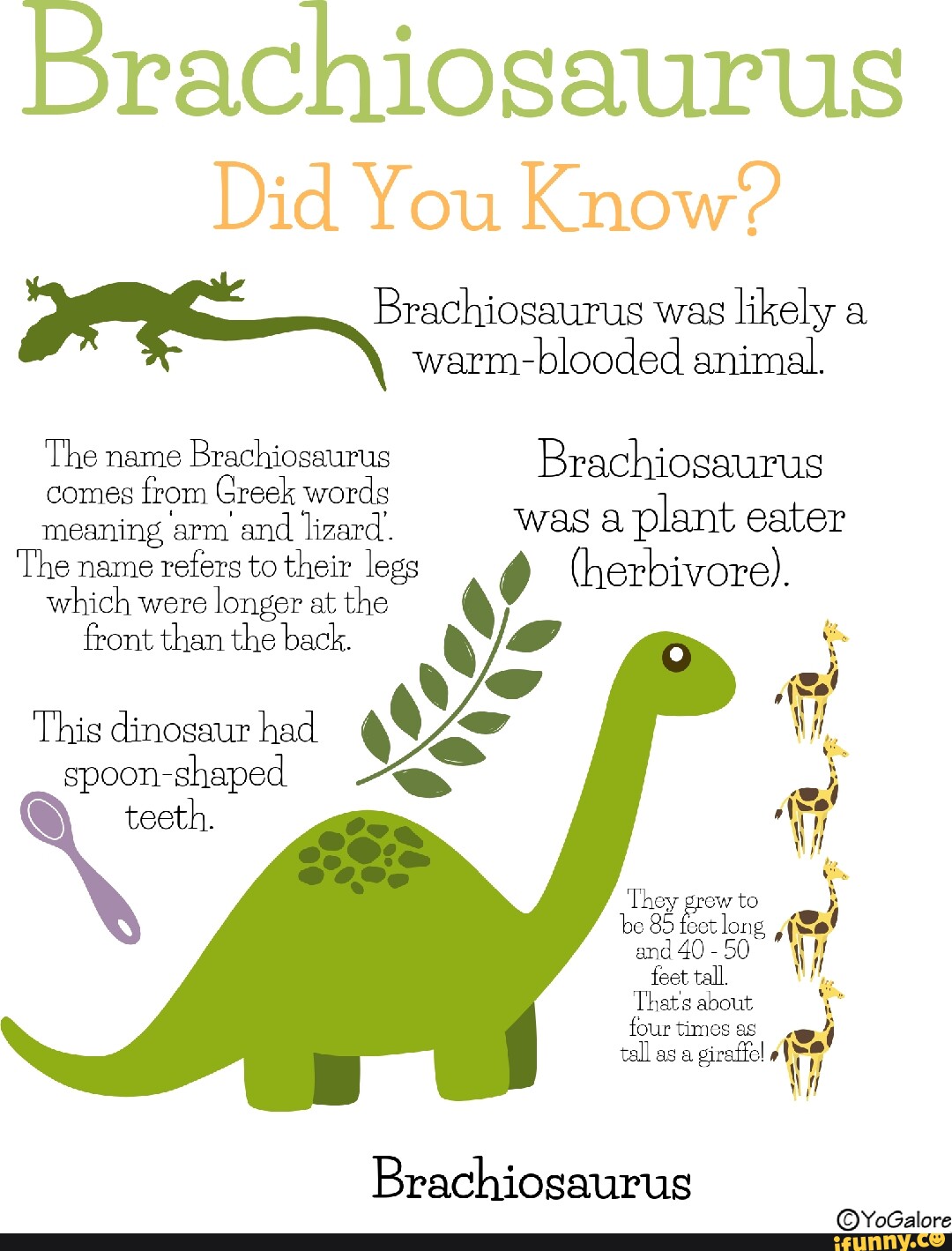 Brachiogaurus Did You Know? Brachiosaurus was likely a warm-blooded ...