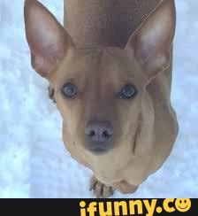 Xoloitzcuintli memes. Best Collection of funny Xoloitzcuintli pictures ...