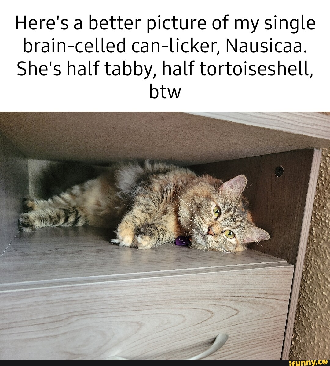 Tortoiseshell memes. Best Collection of funny Tortoiseshell pictures on ...