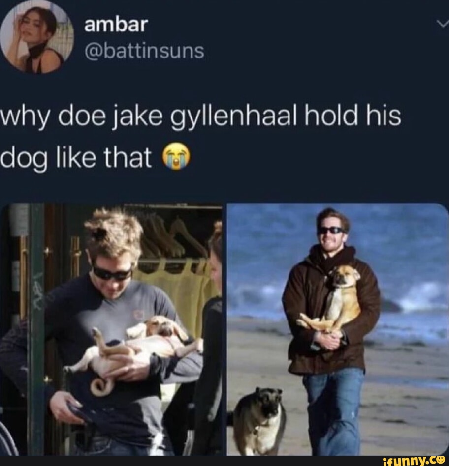 Ambar @battinsuns why doe jake gyllenhaal hold his dog like that I - iFunny