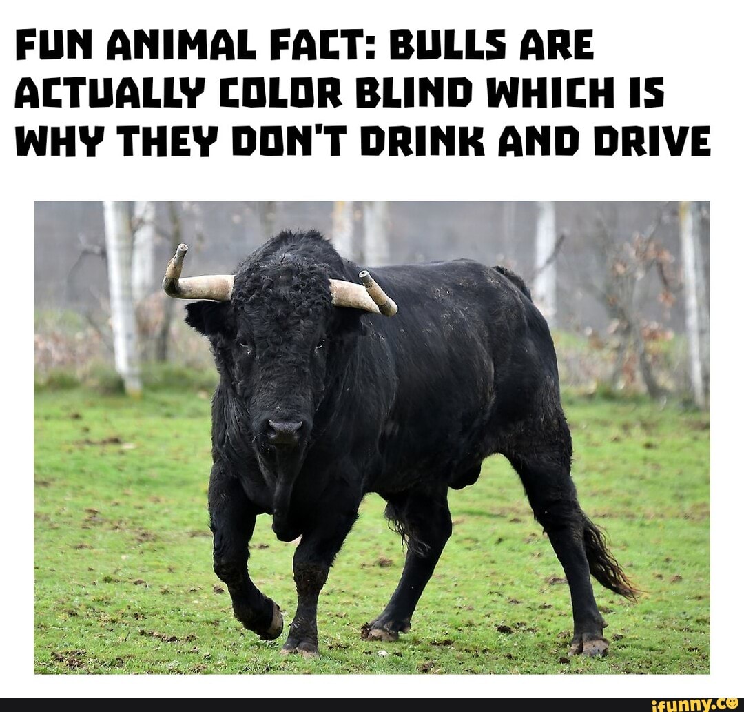 FUN ANIMAL FACT: BULLS ARE ACTUALLY COLOR BLIND WHICH IS WHY THEY DON'T ...