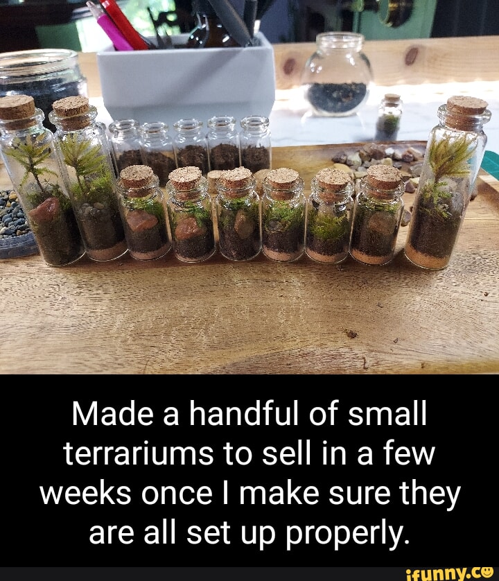 Terrariums memes. Best Collection of funny Terrariums pictures on iFunny