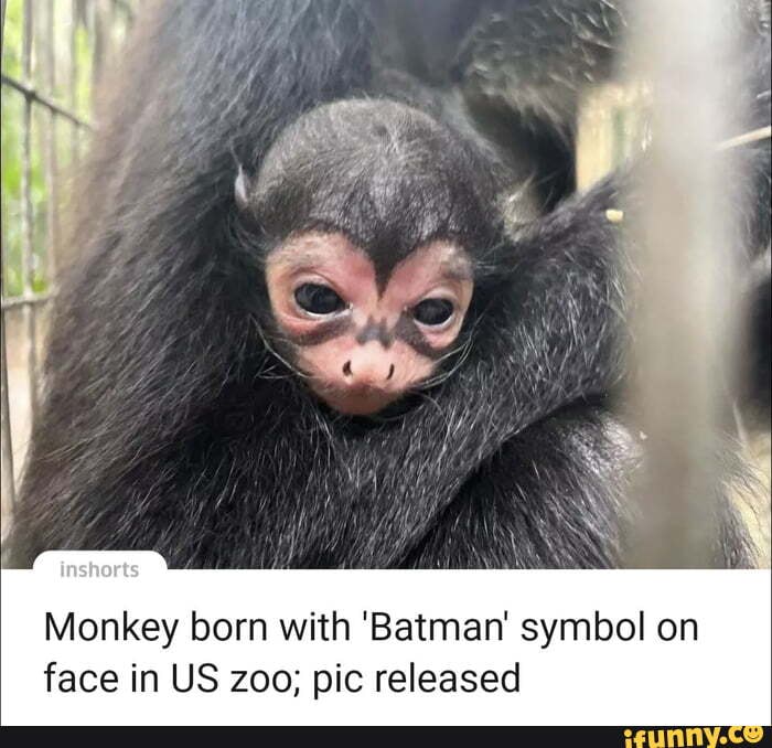 Monkey born with 'Batman' symbol on face in US zoo; pic released - iFunny