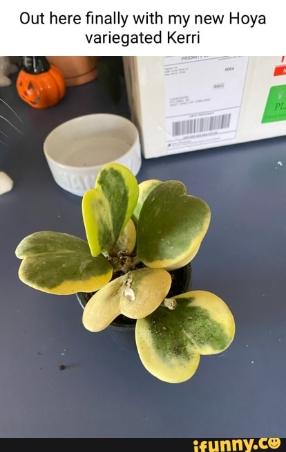 Hoyas memes. Best Collection of funny Hoyas pictures on iFunny