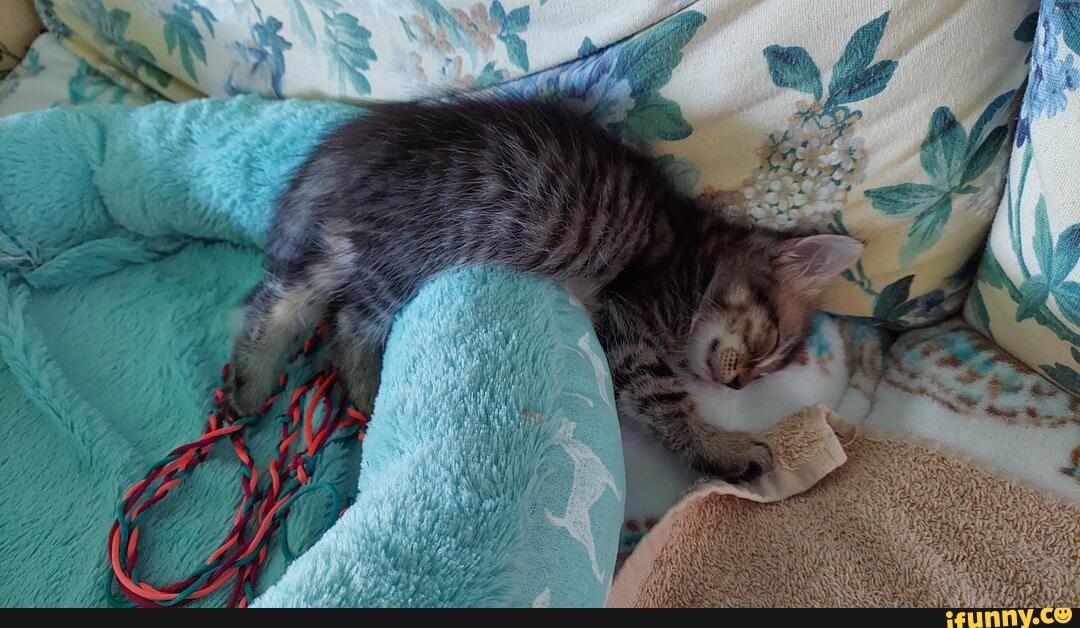 Foster_kitten memes. Best Collection of funny Foster_kitten pictures on ...