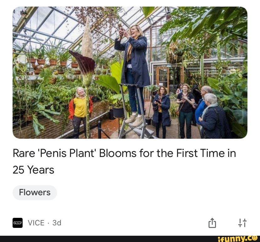 Rare 'Penis Plant' Blooms for the First Time in 25 Years Flowers vice ...