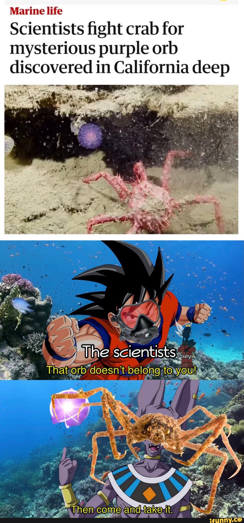 Marine life Scientists fight crab for mysterious purple orb discovered ...