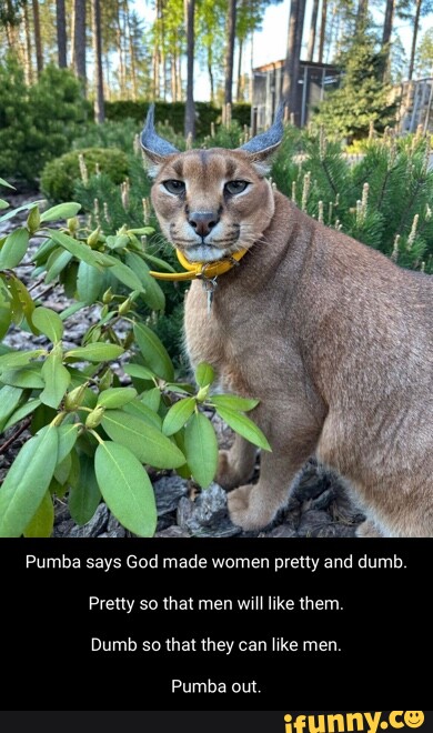 Pumba memes. Best Collection of funny Pumba pictures on iFunny