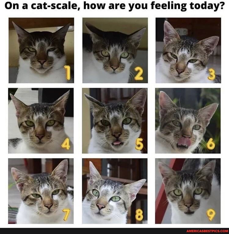 On a cat-scale, how are you feeling today? II - America’s best pics and videos