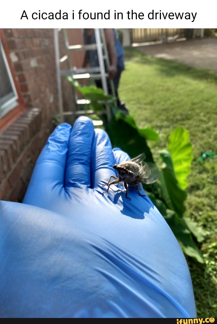 Cicada memes. Best Collection of funny Cicada pictures on iFunny