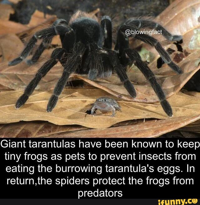 Giant tarantulas have been known to keep tiny frogs as pets to prevent ...