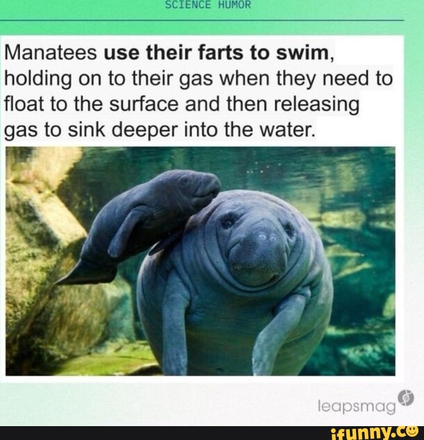 SCIENCE HUMOR Manatees use their farts to swim, holding on to their gas ...