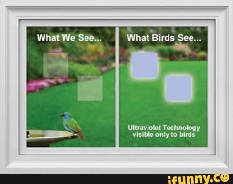 Unlocking the next level of memes - What Birds See. Ultraviolet ...