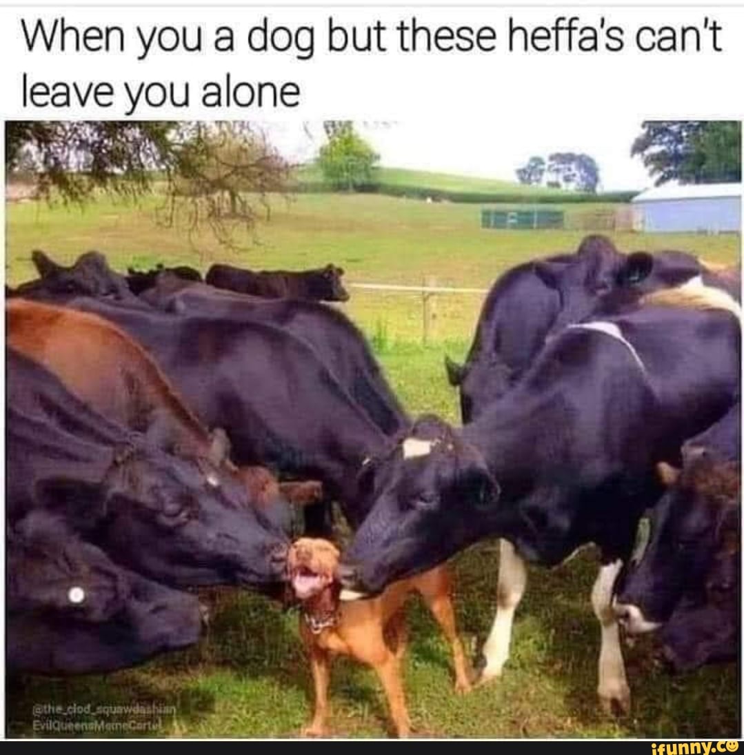 Heffas memes. Best Collection of funny Heffas pictures on iFunny