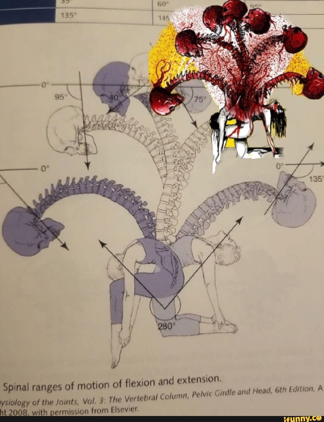 And extension. bral Column, Pelvic Girdle and Head, E Spinal ranges of ...