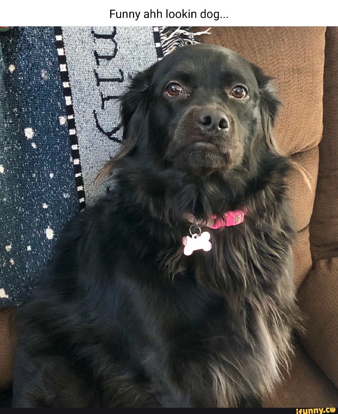 Funny ahh lookin dog... - iFunny